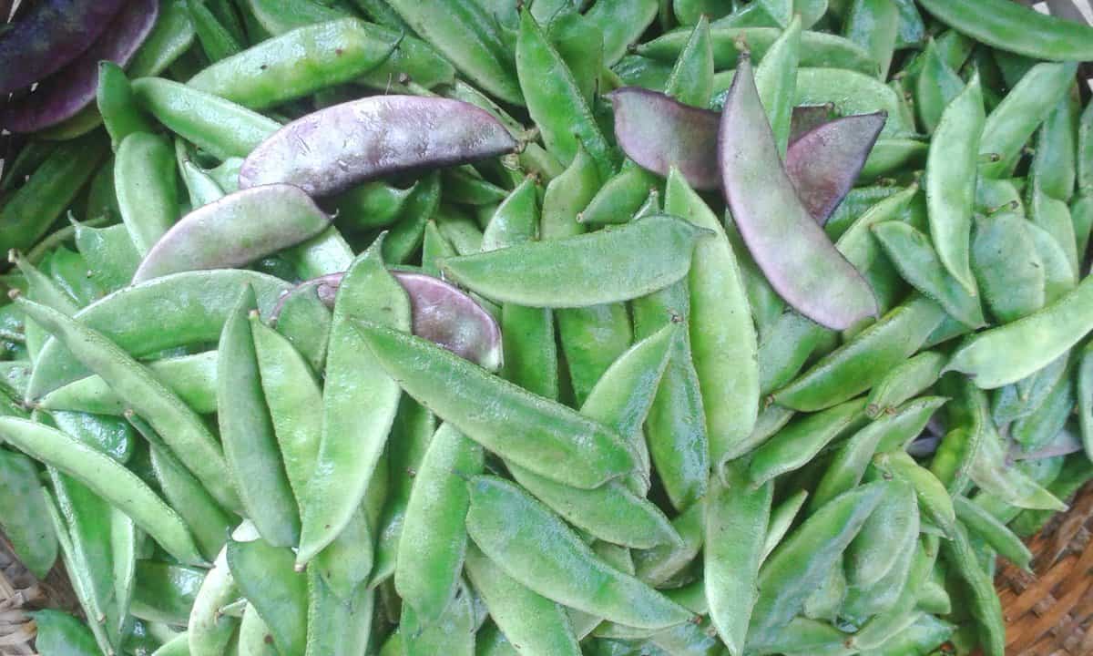 শাক সবজির গুণাবলী, Best utilities of green vegetables in Bengali