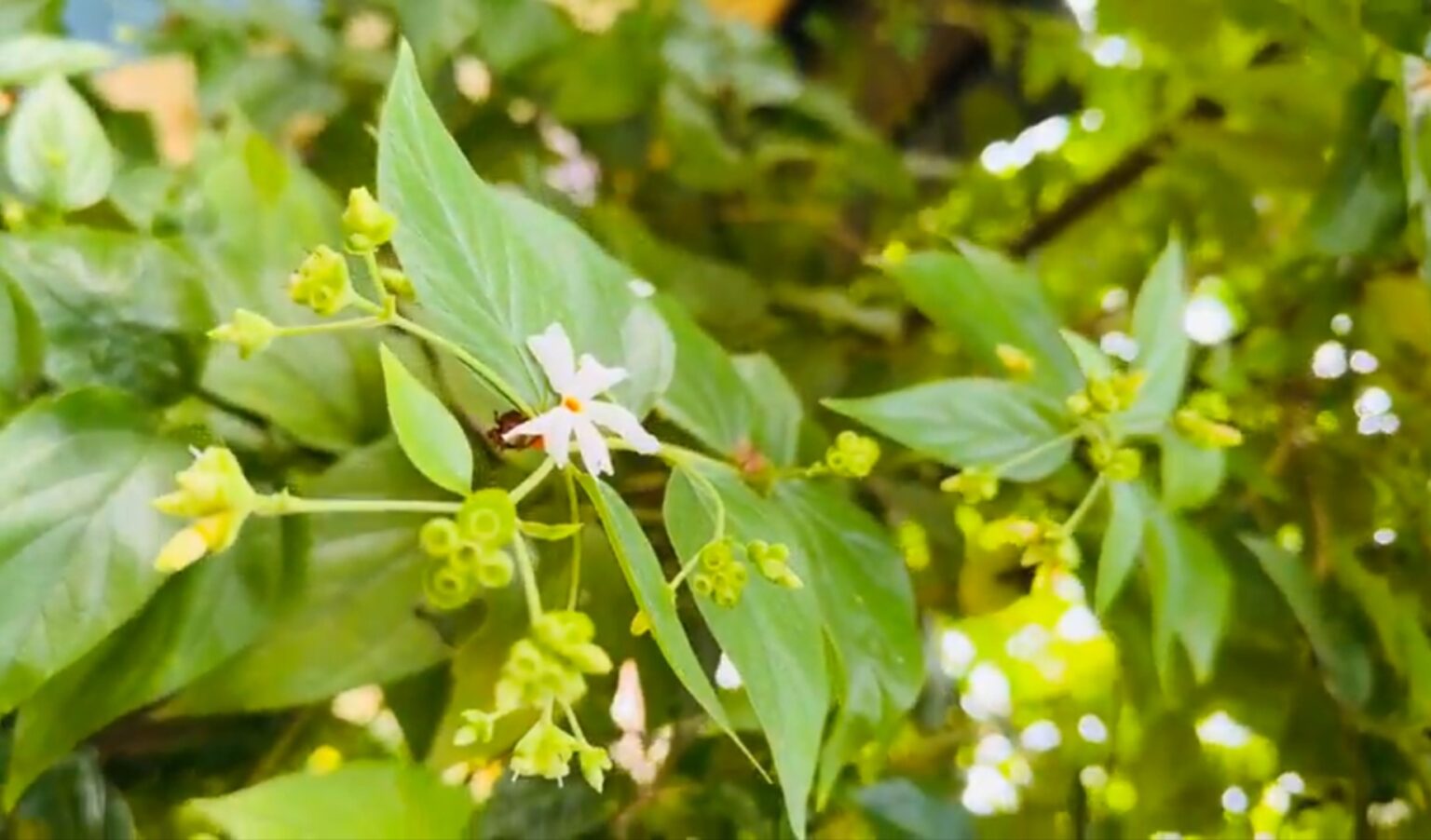 শিউলি ফুল সম্পর্কে বিস্তারিত, Details about Shiuli flower in bangla