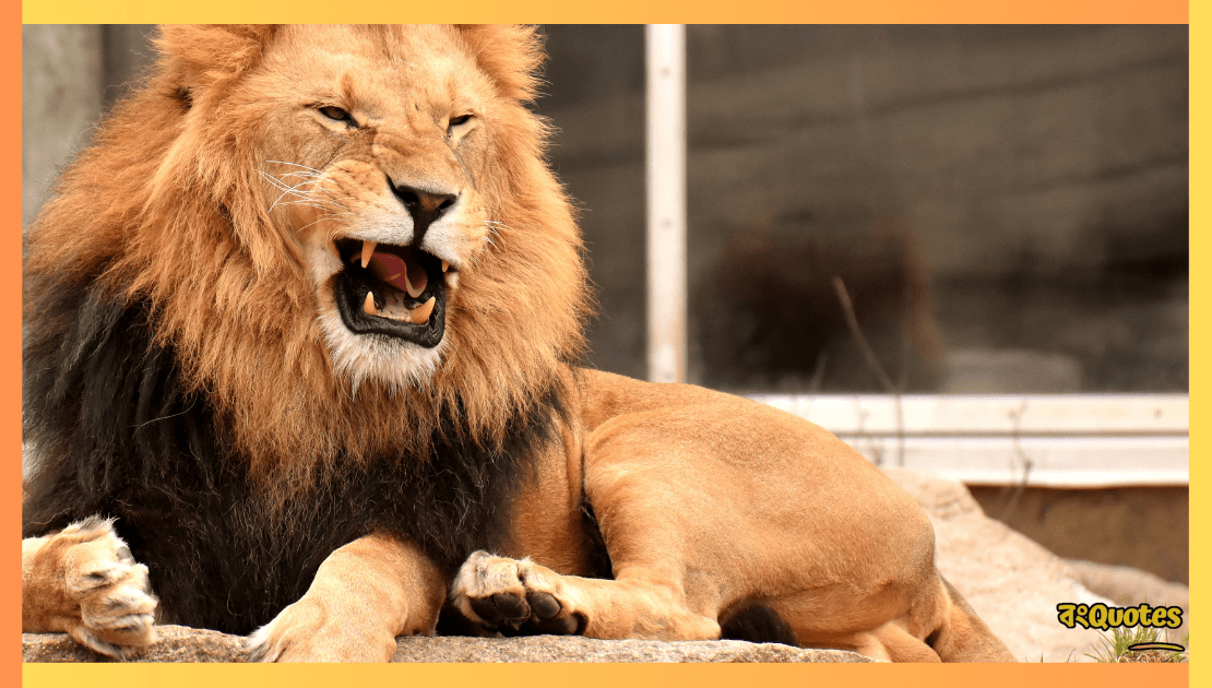 সিংহ নিয়ে অনুপ্রেরণামূলক উক্তি, Quotes for Lions in Bengali